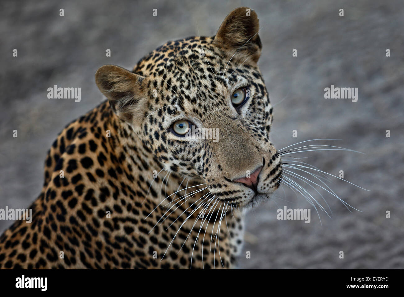 A leopard very close facing into the camera Stock Photo - Alamy