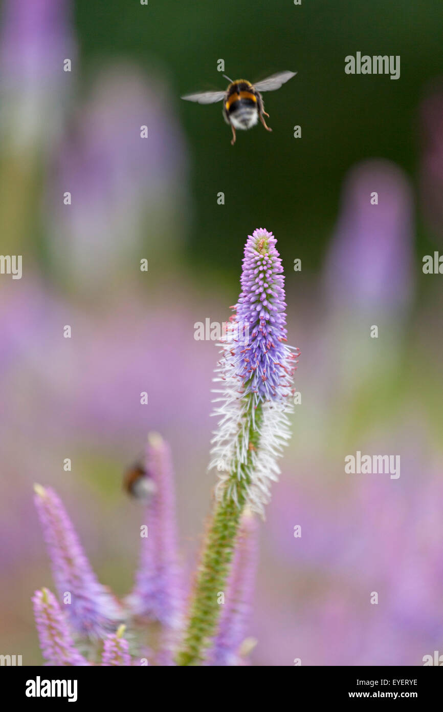 Bumblebees in flight hi-res stock photography and images - Alamy