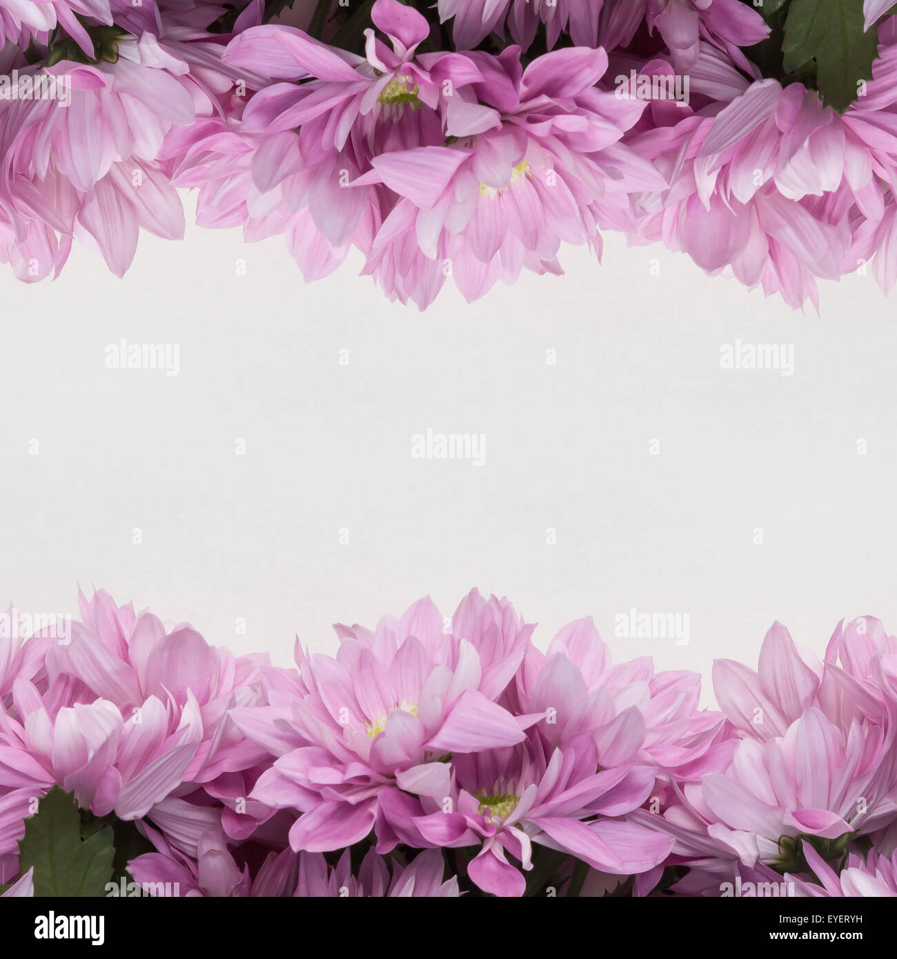 flower frame decoration on white background - spring flowers Stock ...