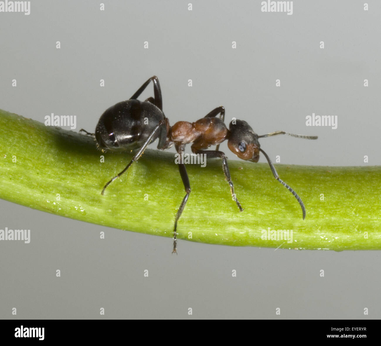 Grosse rote waldameise hi-res stock photography and images - Alamy