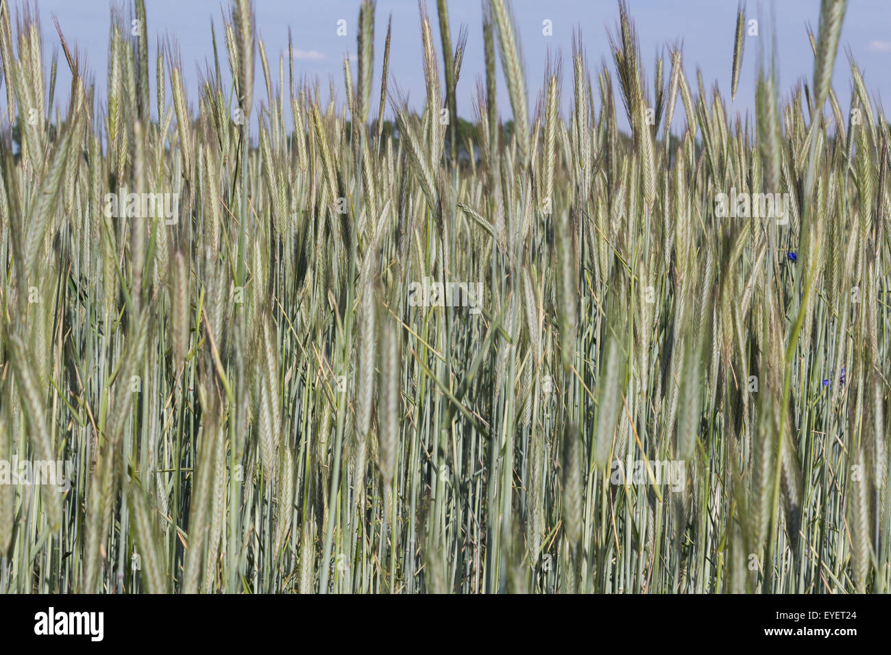 Grain of cereals hi-res stock photography and images - Alamy