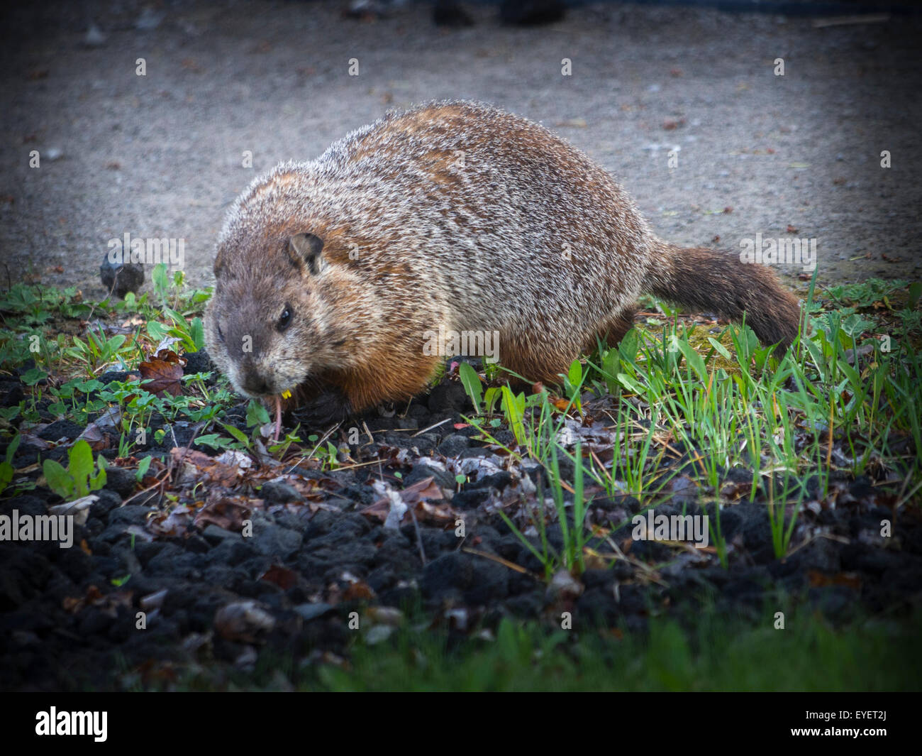Groundhog High Resolution Stock Photography and Images - Alamy
