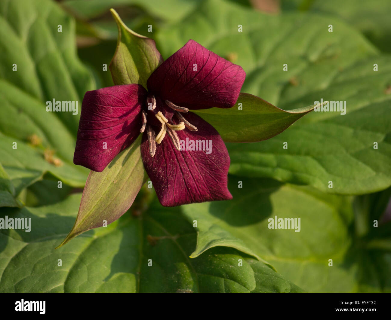 Trillium erectum flower hi-res stock photography and images - Alamy
