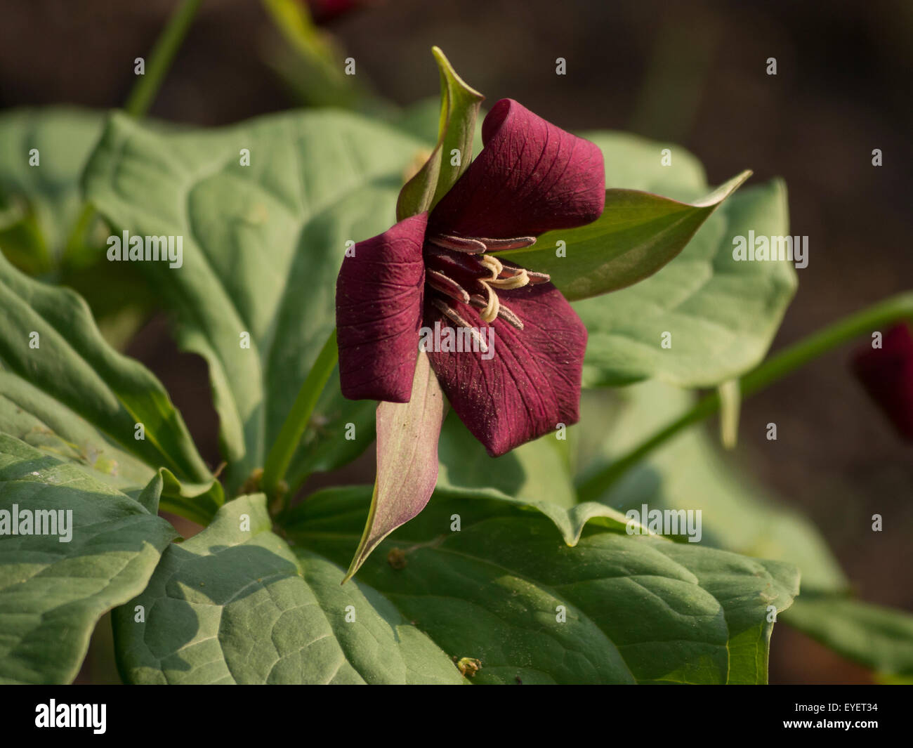 Stinking benjamin trillium hi-res stock photography and images - Alamy