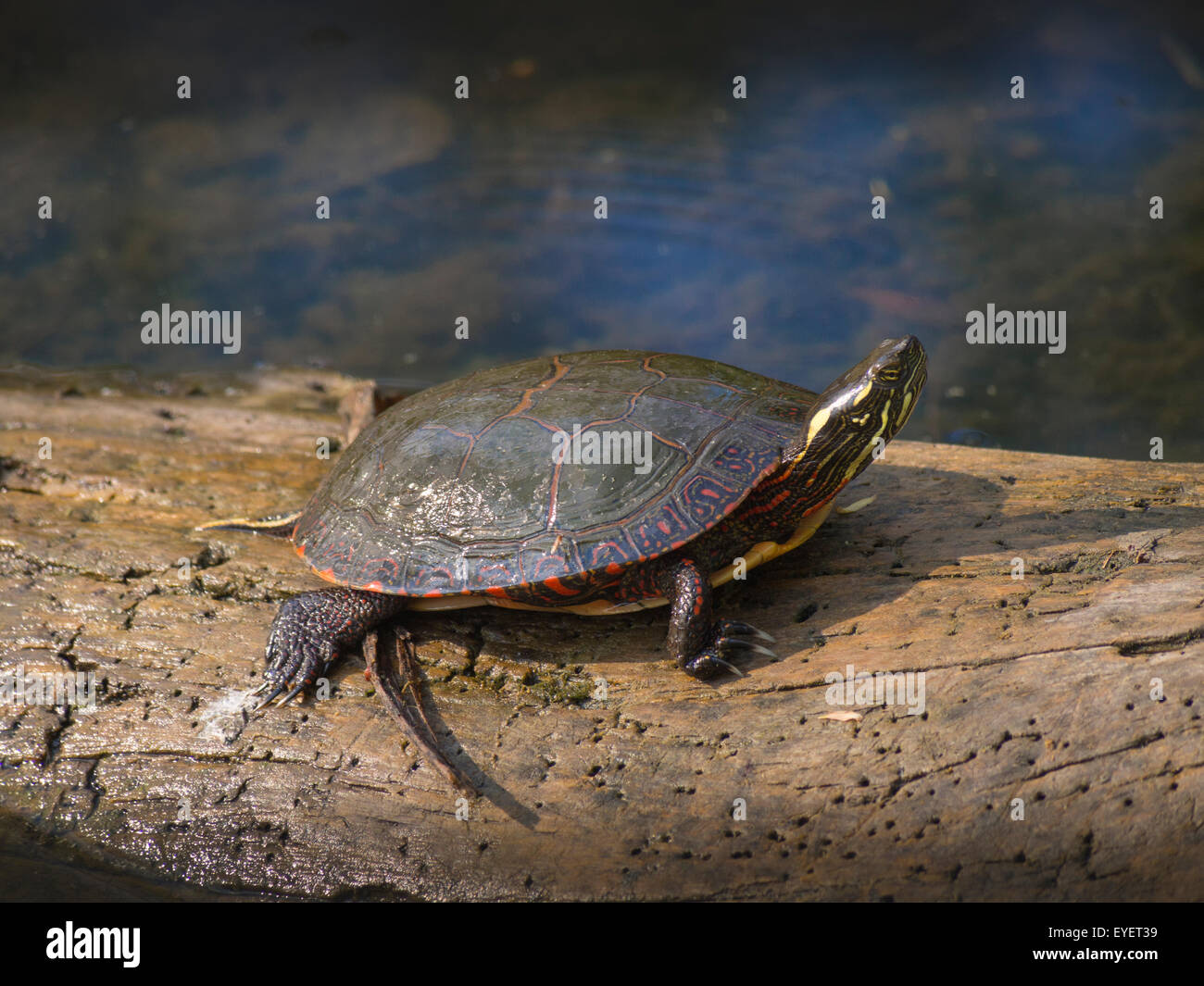 Turtle taking sun Stock Photo - Alamy