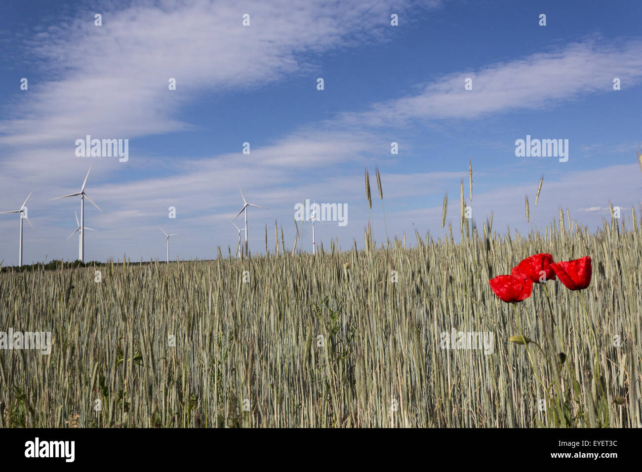 Poppy flower farm with nature hi-res stock photography and images - Alamy