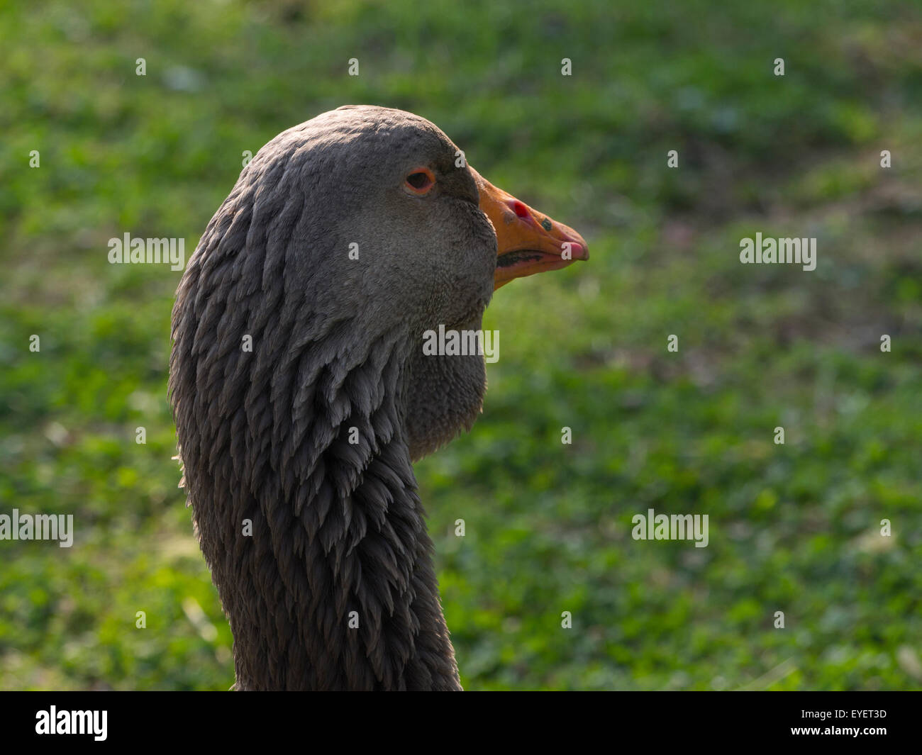Standard Dewlap Toulouse goose Stock Photo - Alamy