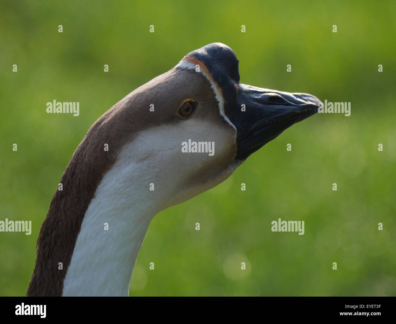 Chinese swan hi-res stock photography and images - Alamy