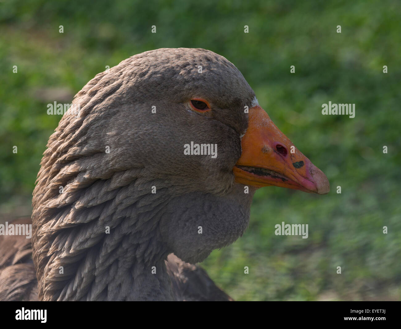 Standard dewlap toulouse geese hi-res stock photography and images - Alamy
