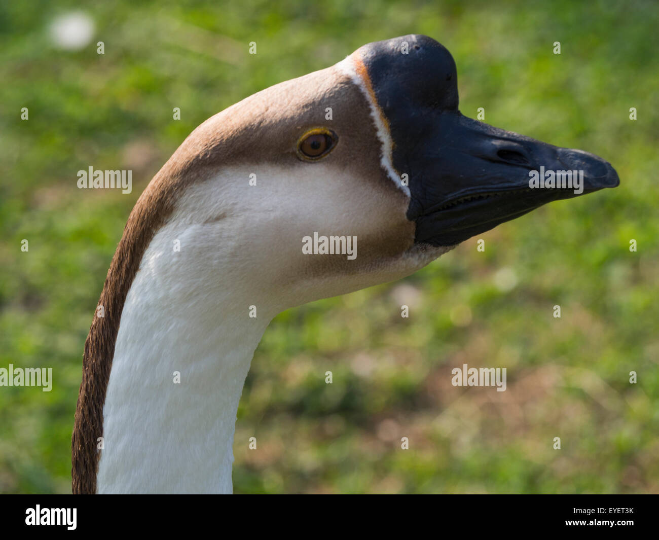 Chinese Swan Goose Stock Photo - Alamy