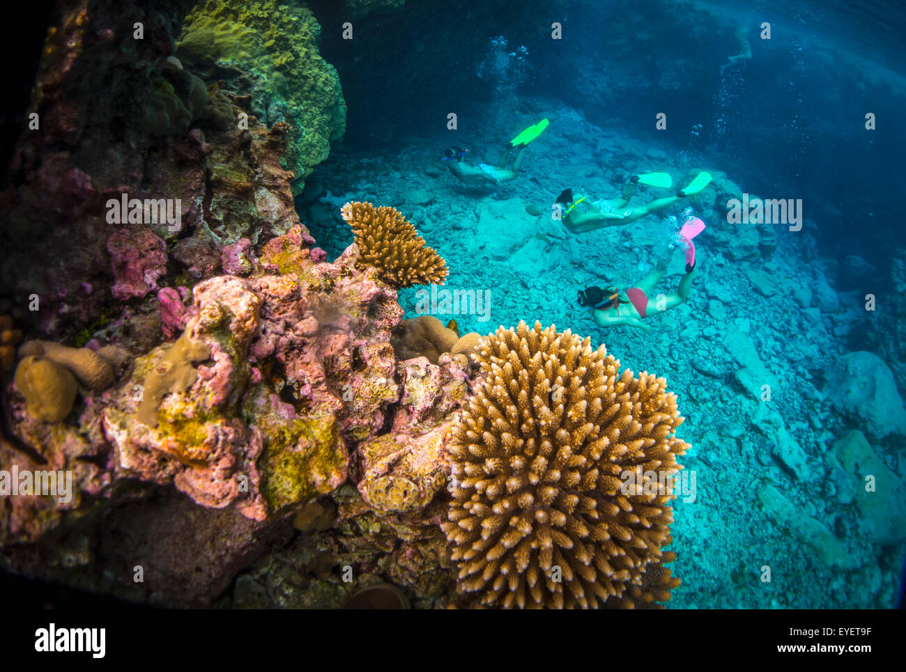 Coral reef niue island south hi-res stock photography and images - Alamy