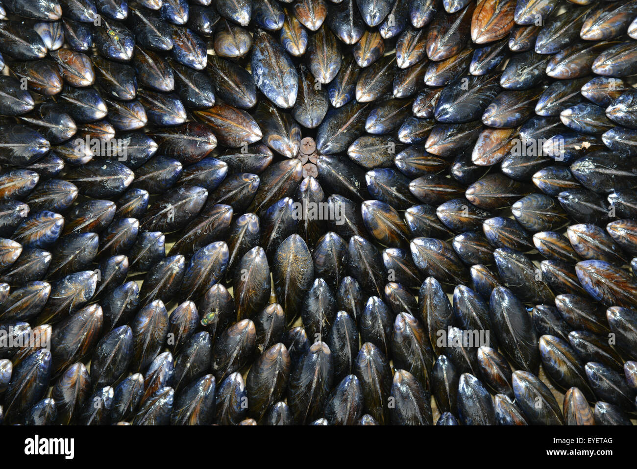 Mussel-Eclade-Food and Drink Stock Photo - Alamy