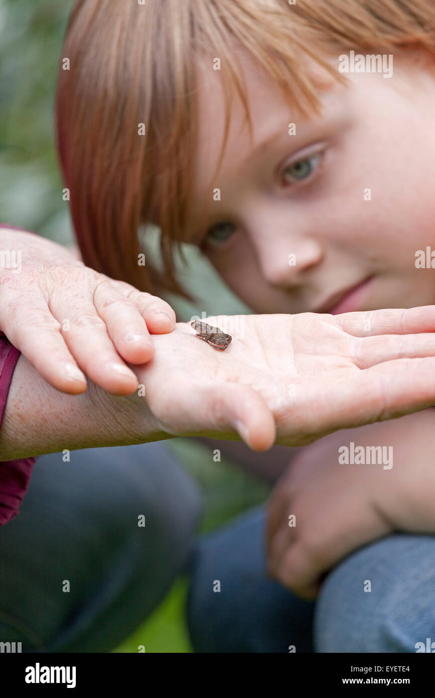 Toad in detail hi-res stock photography and images - Alamy