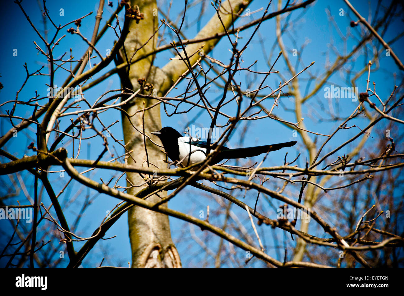 Magpie bird hi-res stock photography and images - Alamy