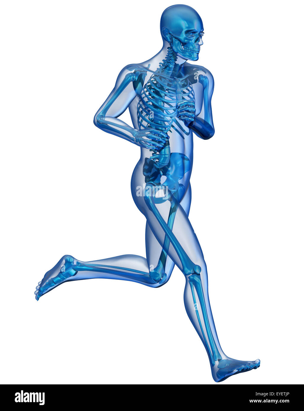 Side view of a running man seen on x-ray Stock Photo - Alamy