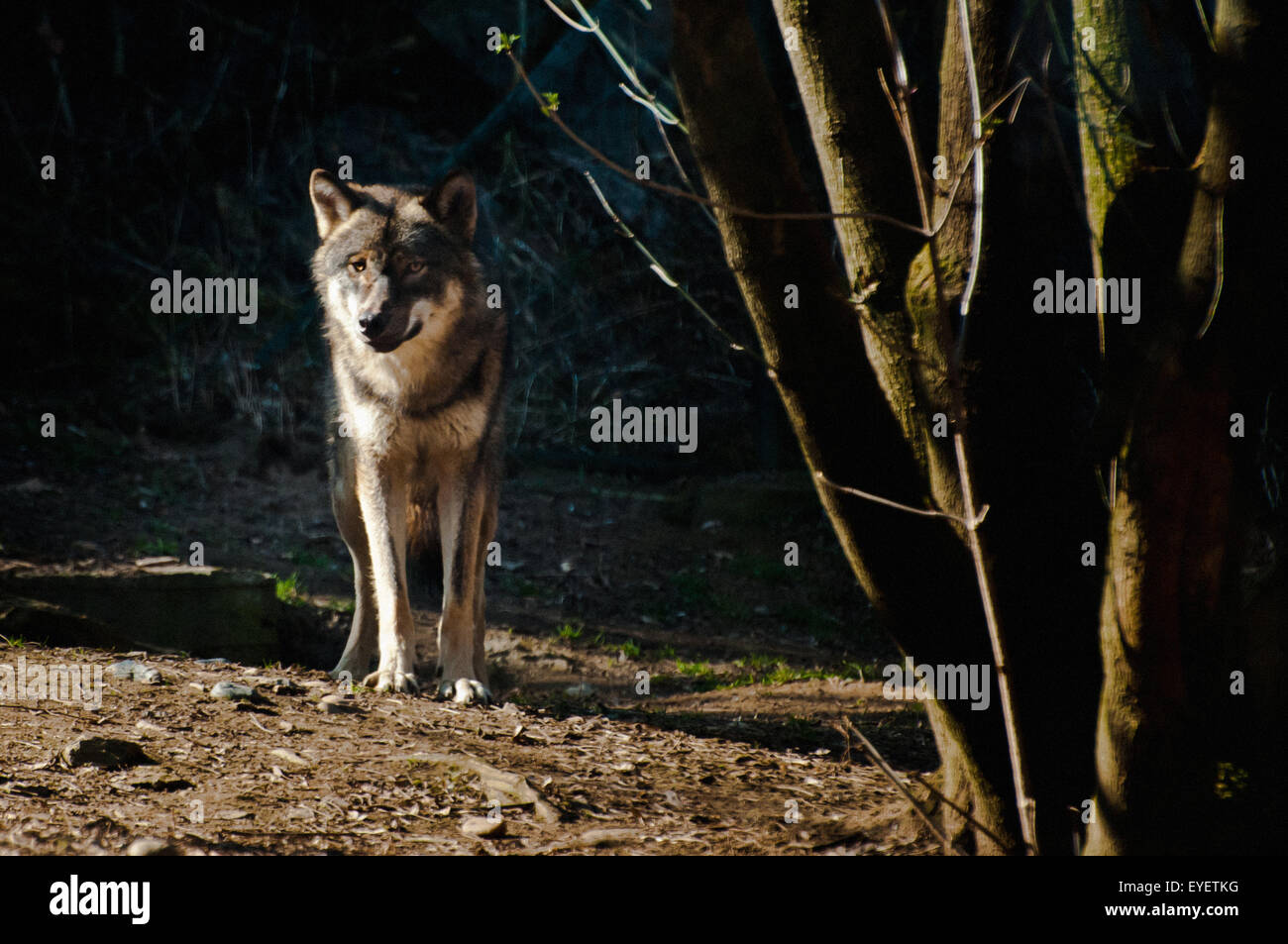 European wolf hi-res stock photography and images - Alamy
