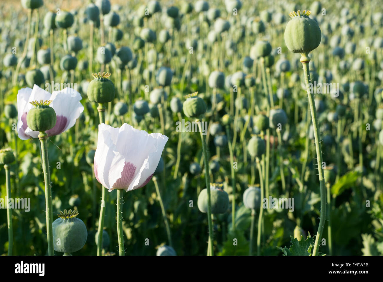 Field poppy seed pod hi-res stock photography and images - Alamy