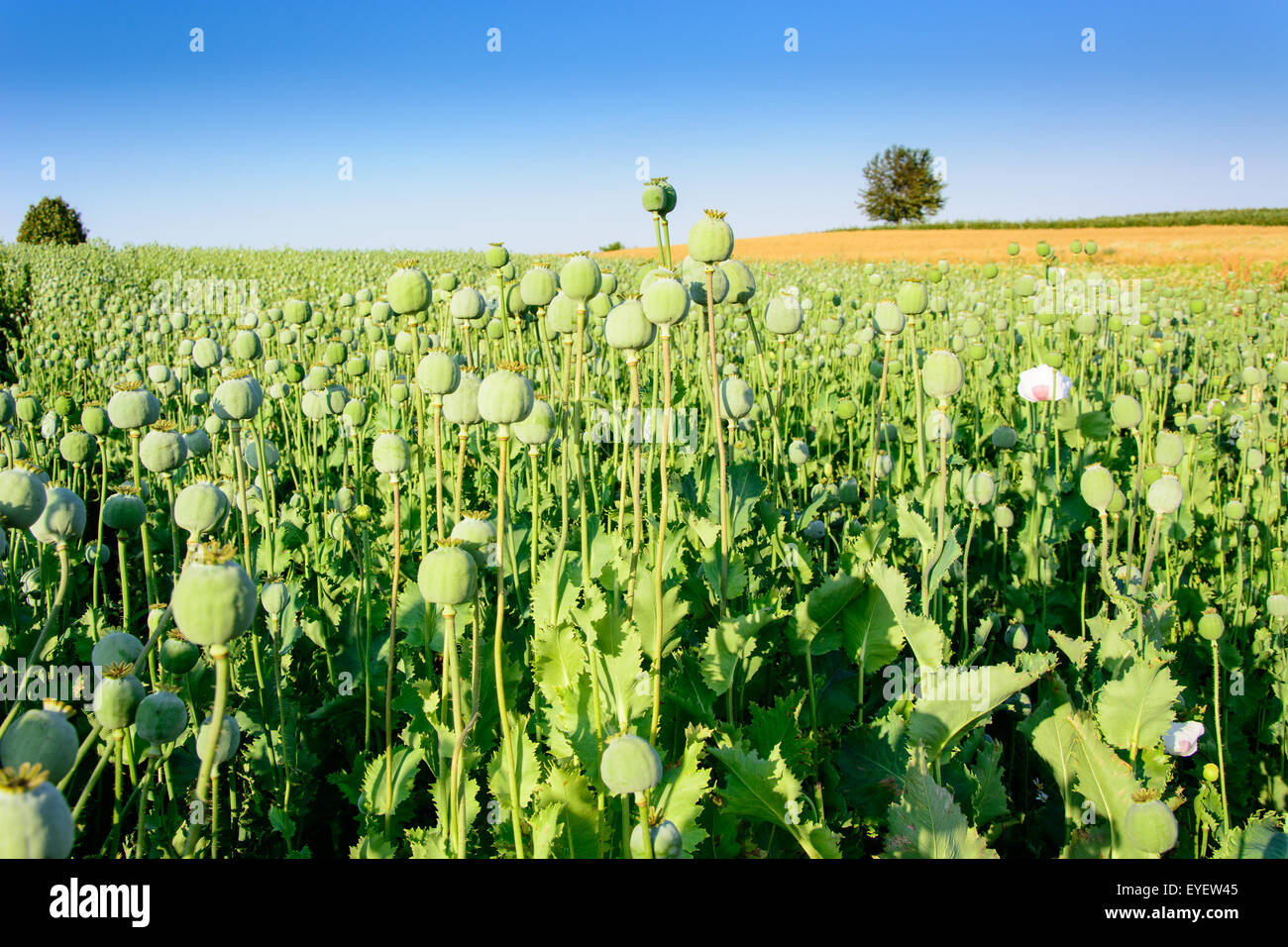 Fresh green poppy heads on field in Poland Stock Photo - Alamy