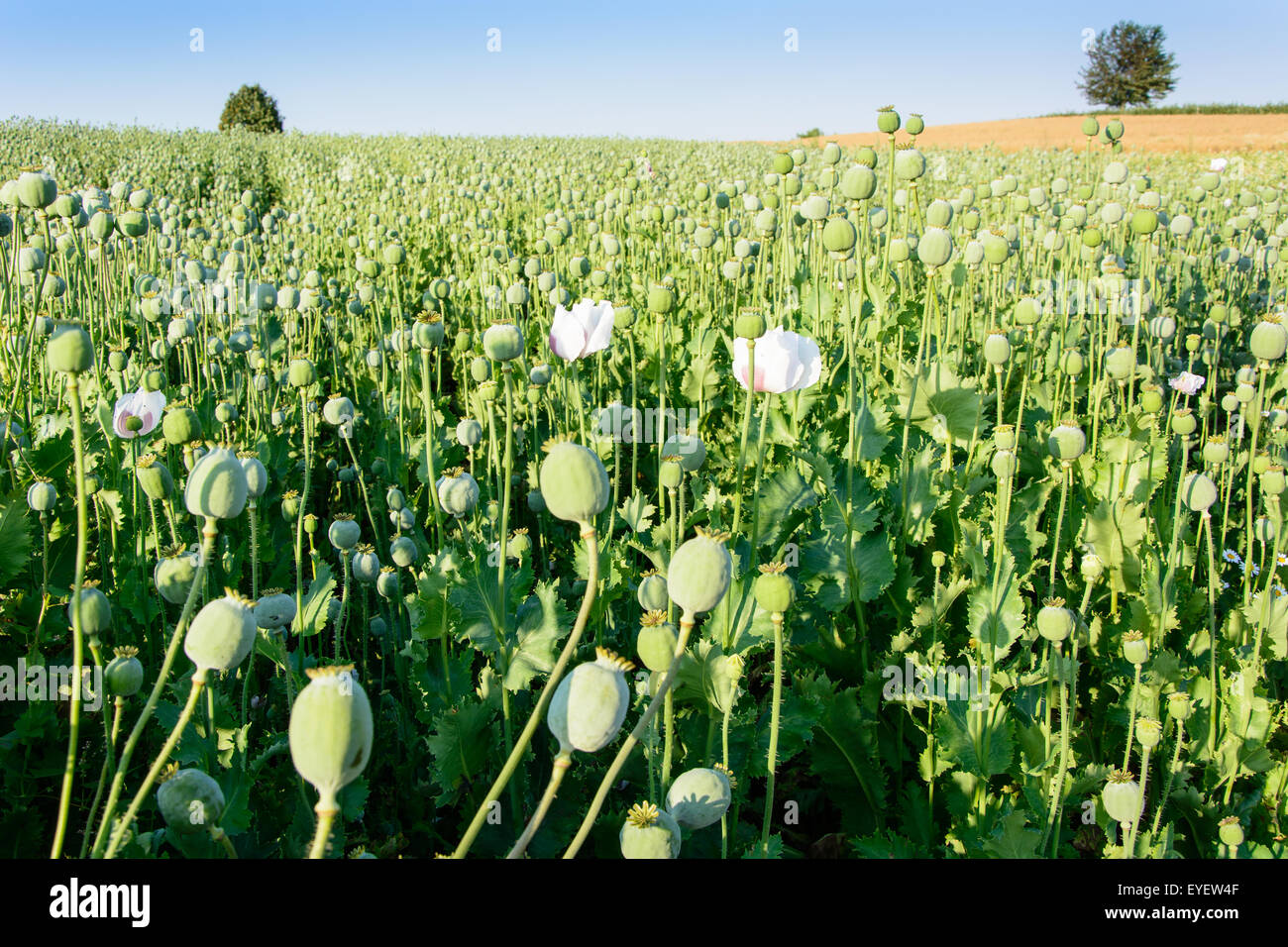 Opium poppy field hi-res stock photography and images - Alamy