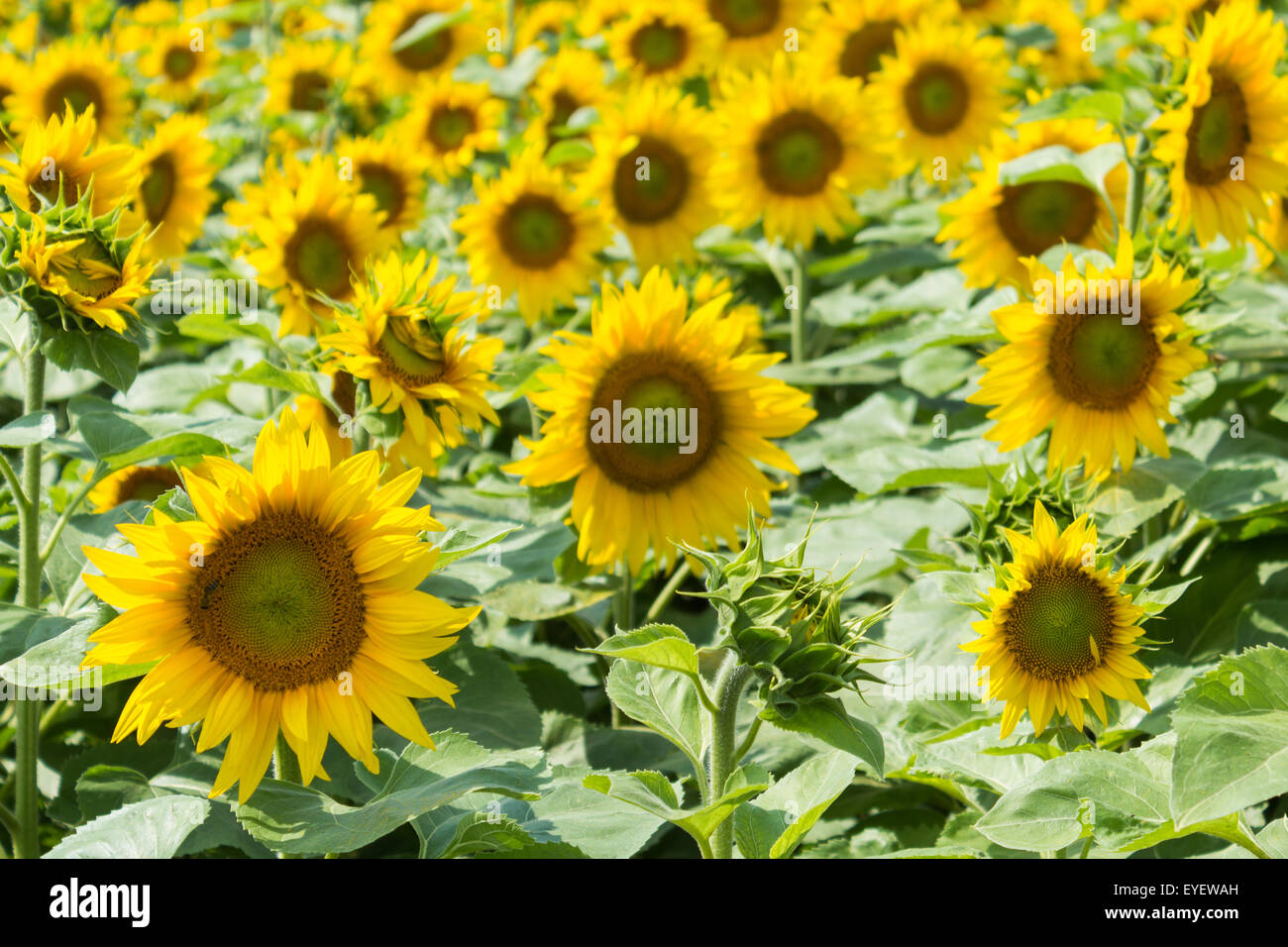 sunflower field - many sunflowers Stock Photo - Alamy