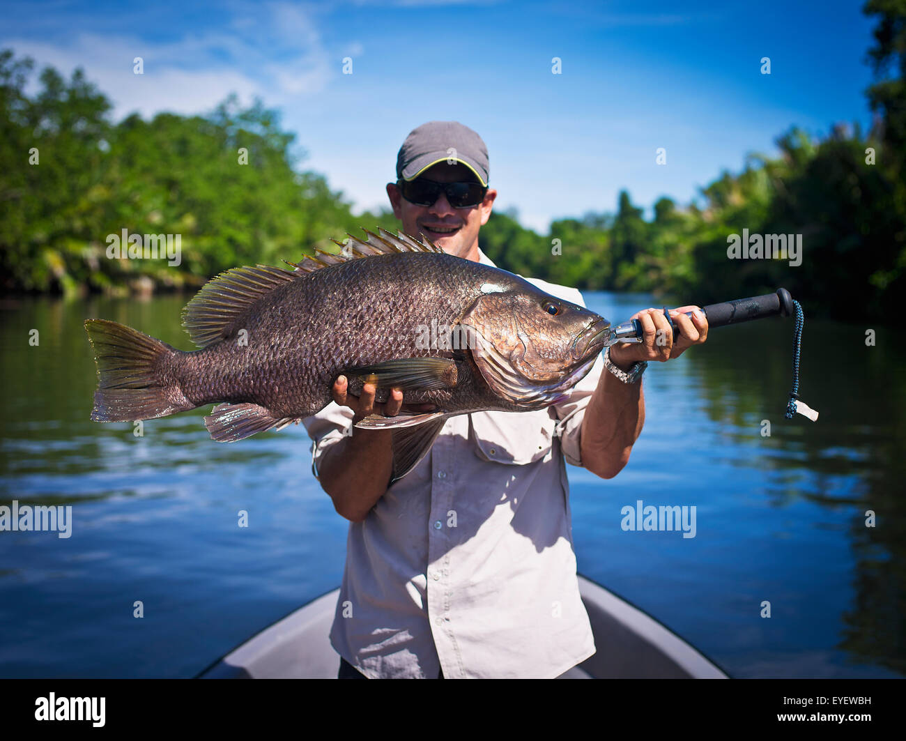 Black Barramundi (Lates calcarifer) fishing in the rivers of West New ...