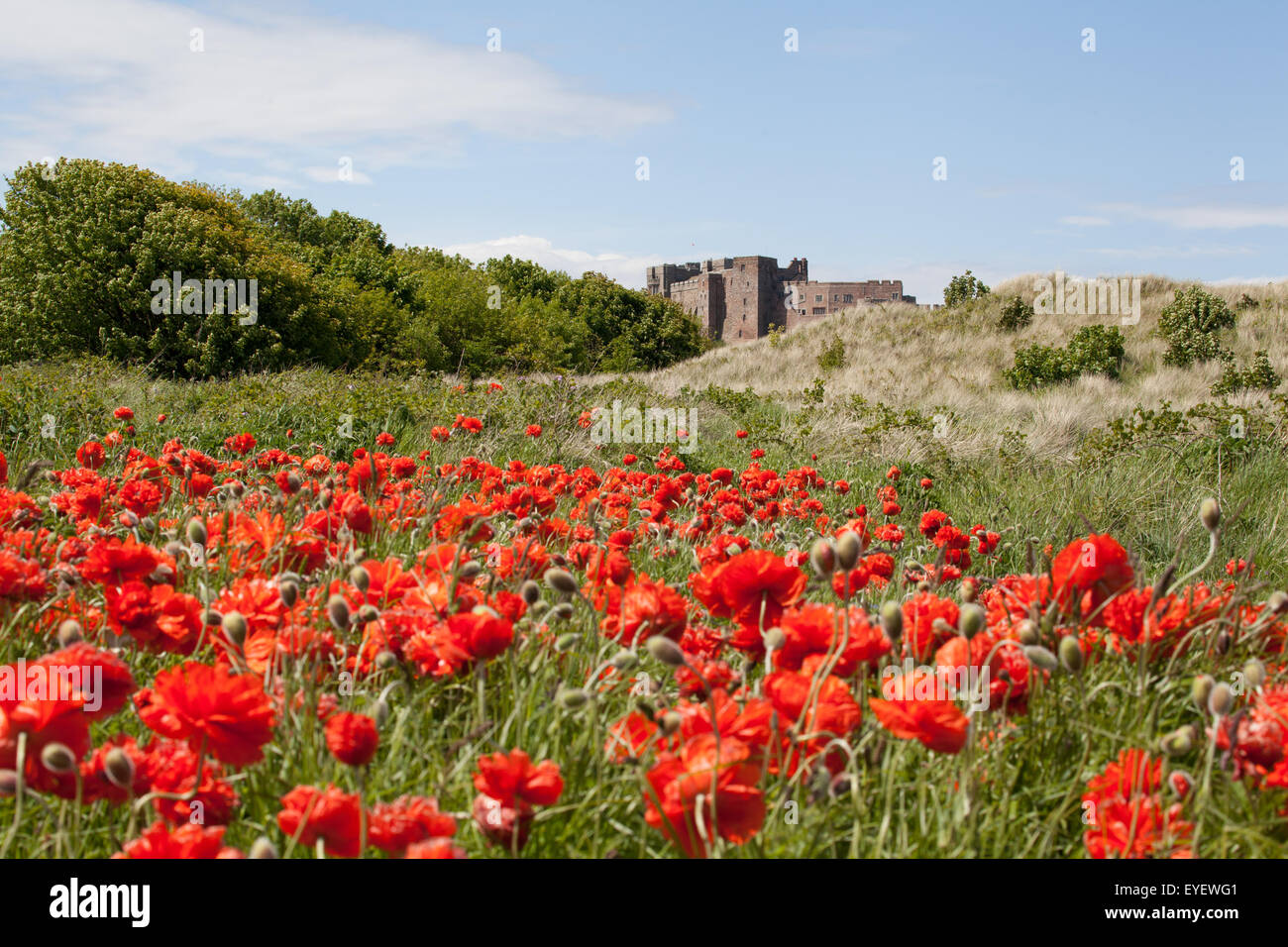 A field of red poppies in front of Bamburgh Castle Northumberland ...