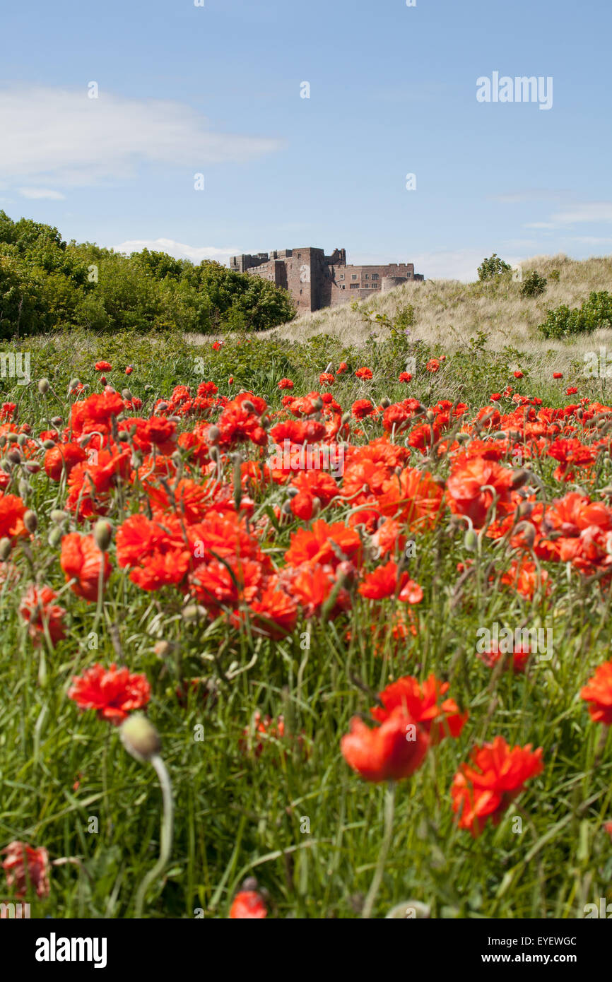 A field of red poppies in front of Bamburgh Castle Northumberland ...