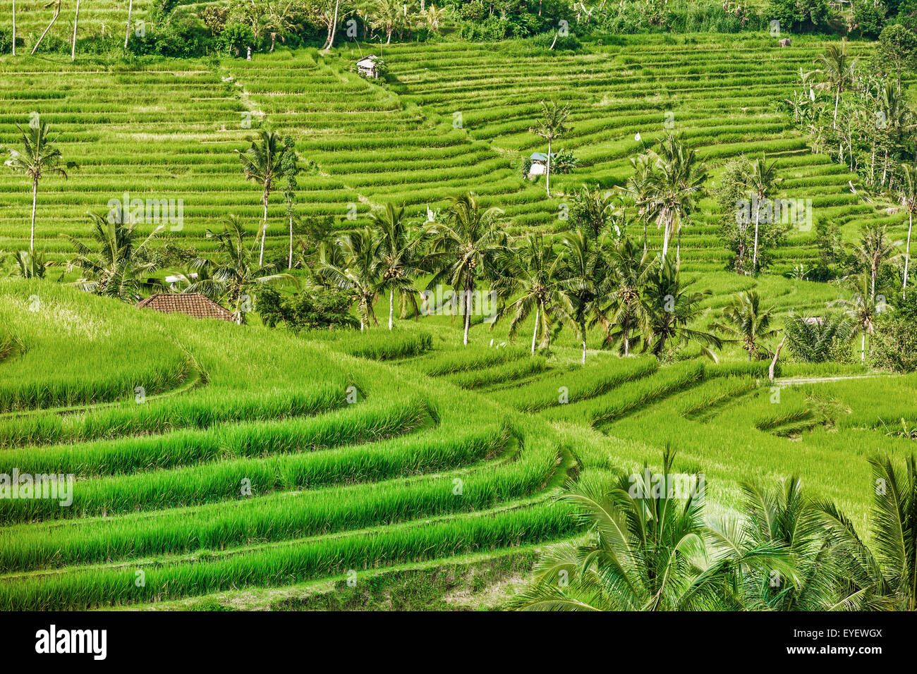 Malaysia rice field terraced hi-res stock photography and images - Alamy