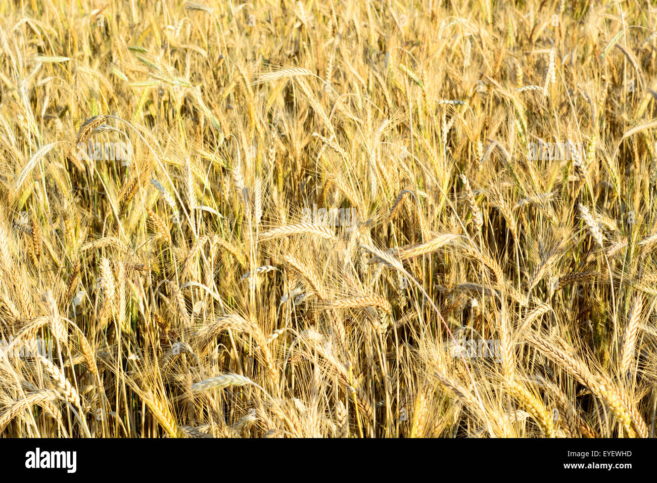 Gold rye hi-res stock photography and images - Alamy