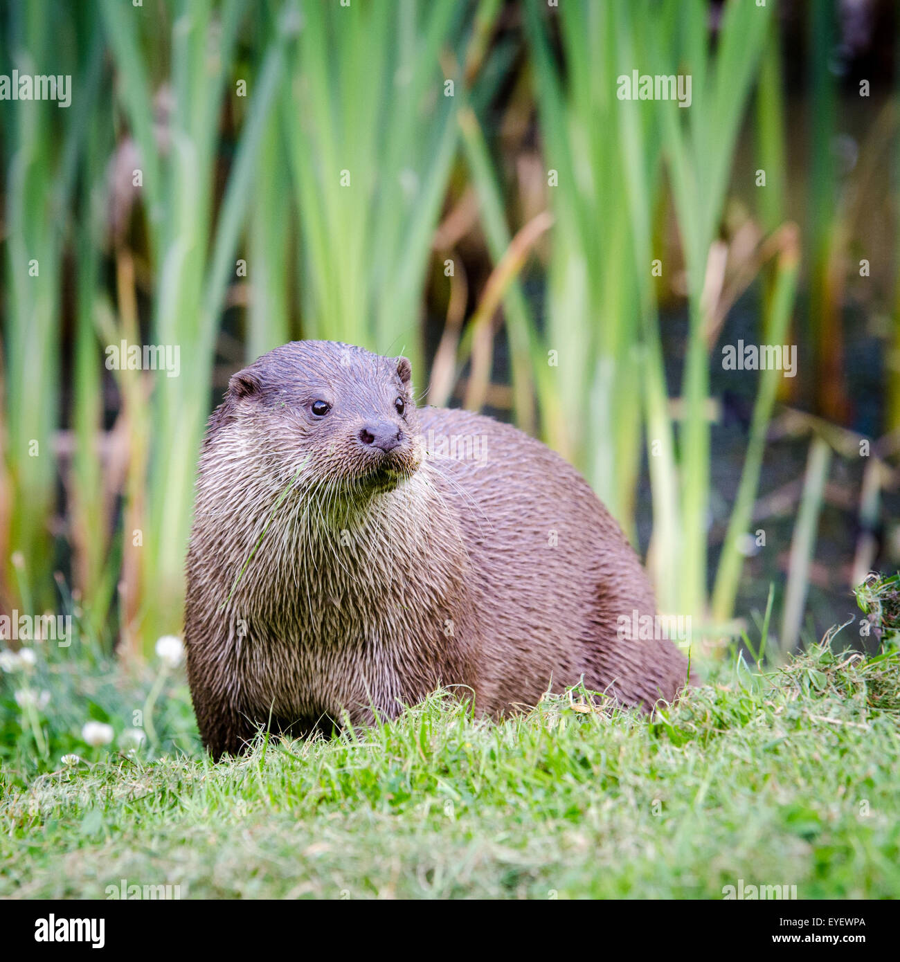 Eurasian otter hi-res stock photography and images - Alamy