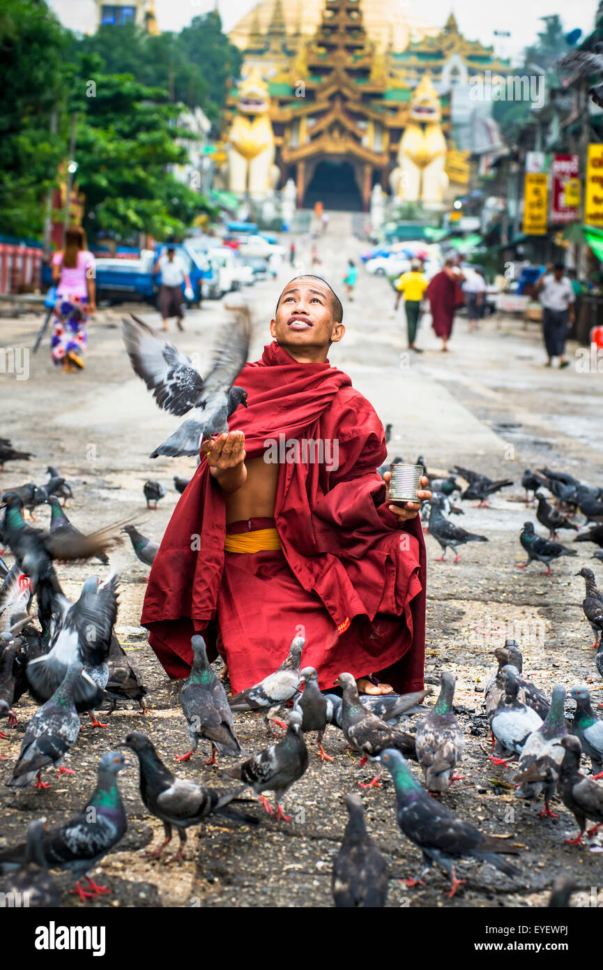 Buddhist monk and pigeons hi-res stock photography and images - Alamy