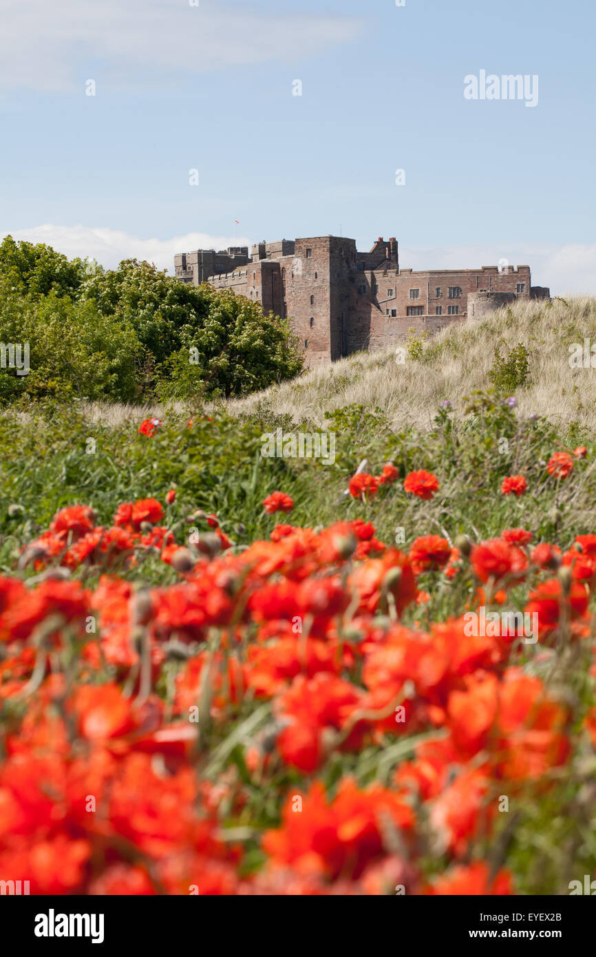 A field of red poppies in front of Bamburgh Castle Northumberland ...