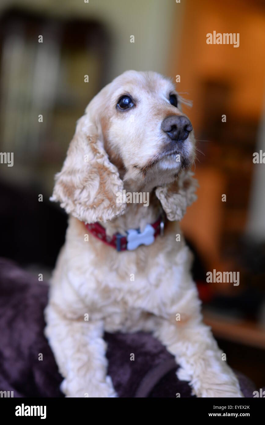 Golden spaniel hi-res stock photography and images - Alamy