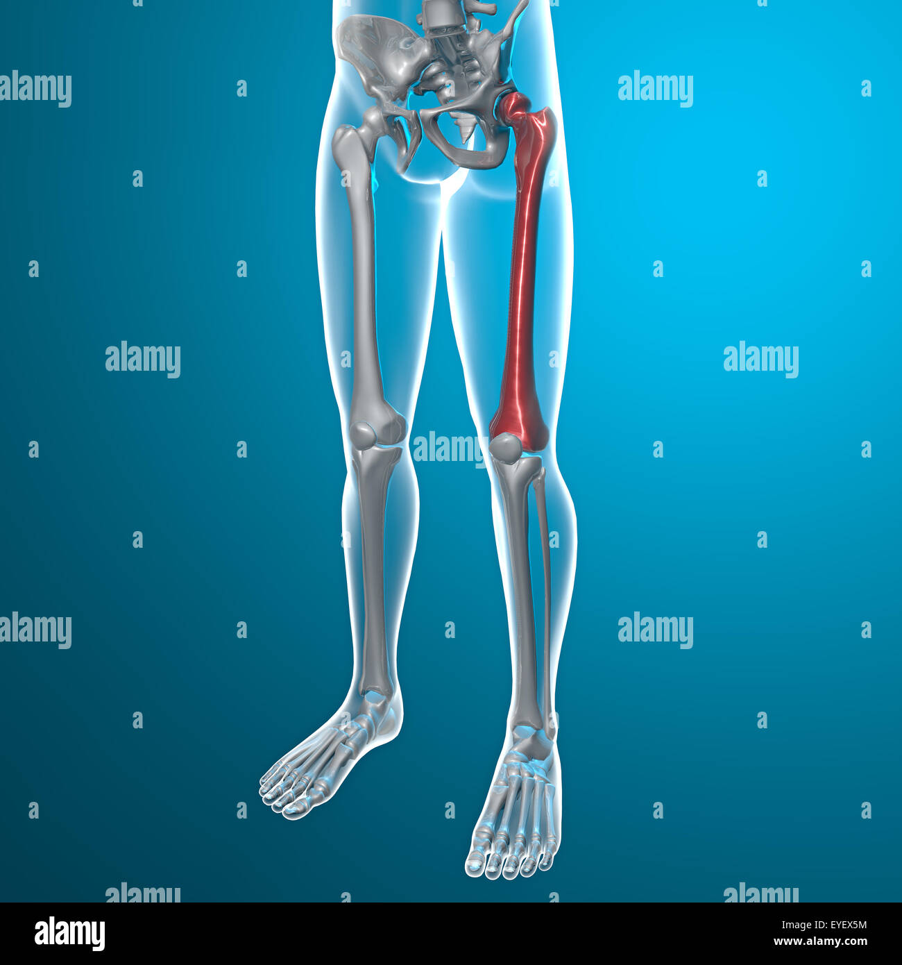 X-ray of human legs Stock Photo - Alamy