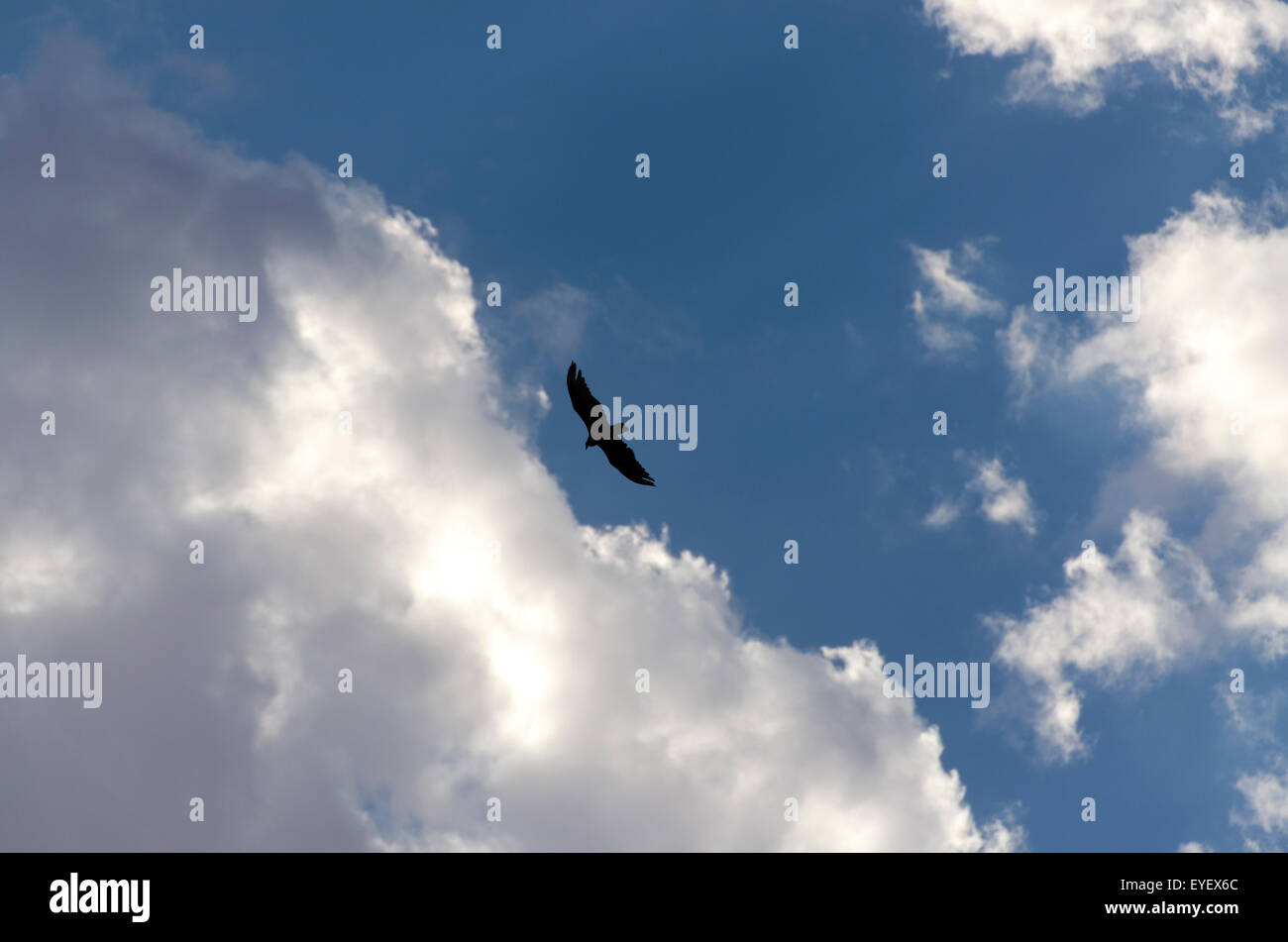 vulture flying over the desert of Monument Valley Stock Photo - Alamy