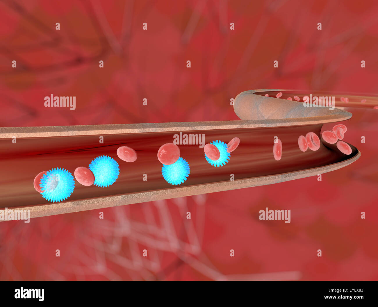 Blood vein with blood cells Stock Photo - Alamy