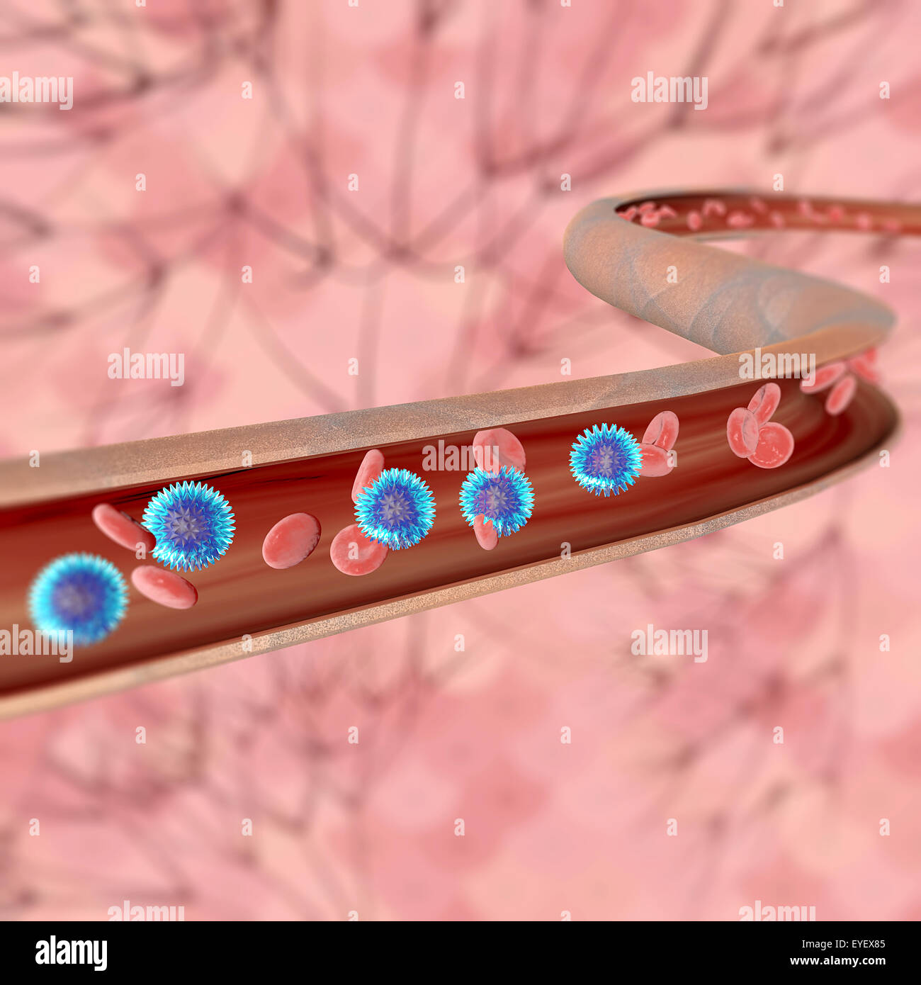 Blood vein with blood cells Stock Photo - Alamy