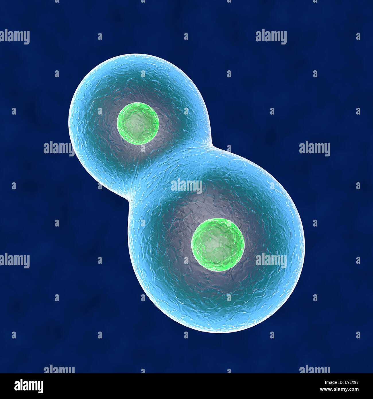 Core cell duplication human body Stock Photo - Alamy