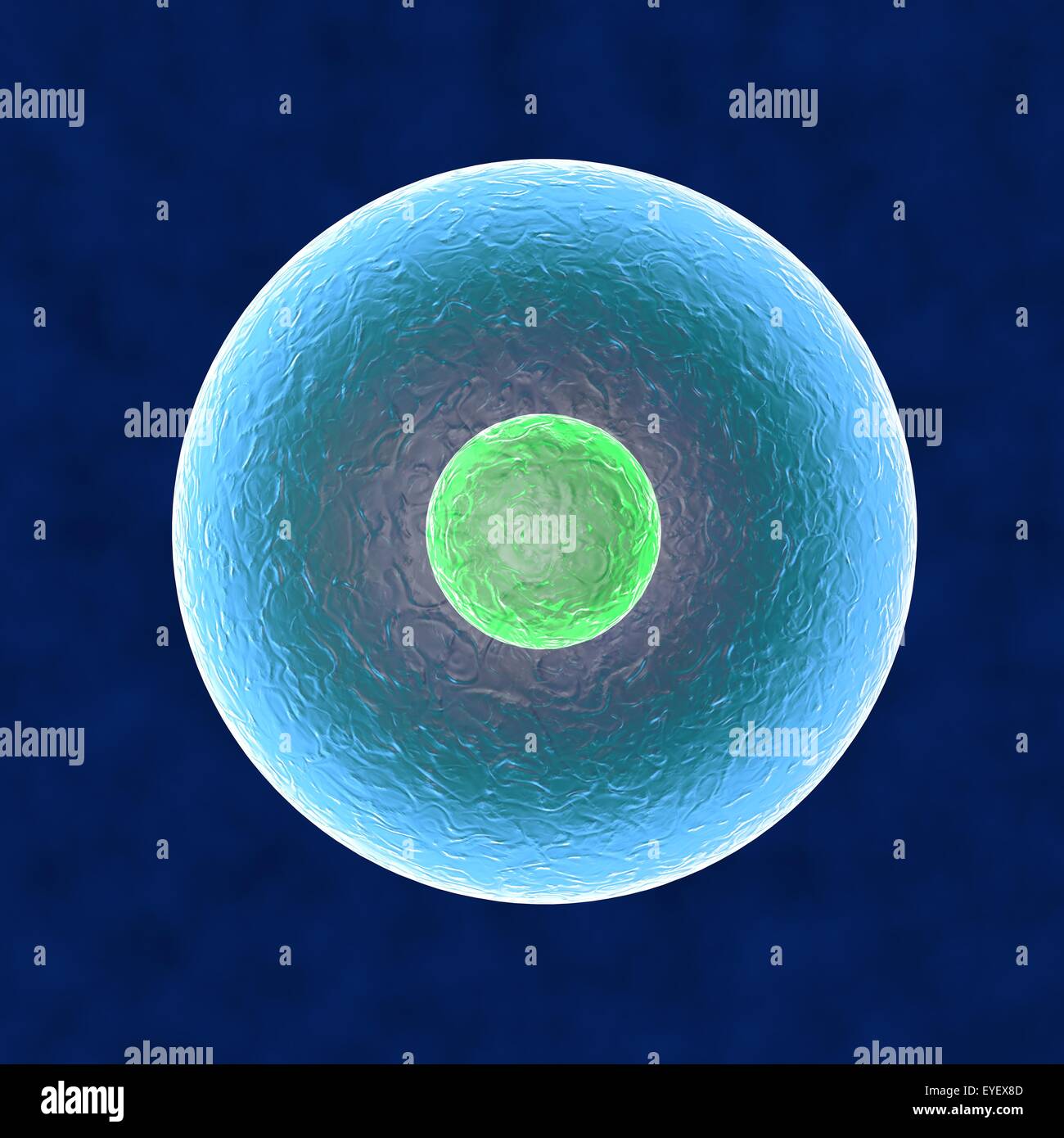 Core cell duplication human body Stock Photo - Alamy