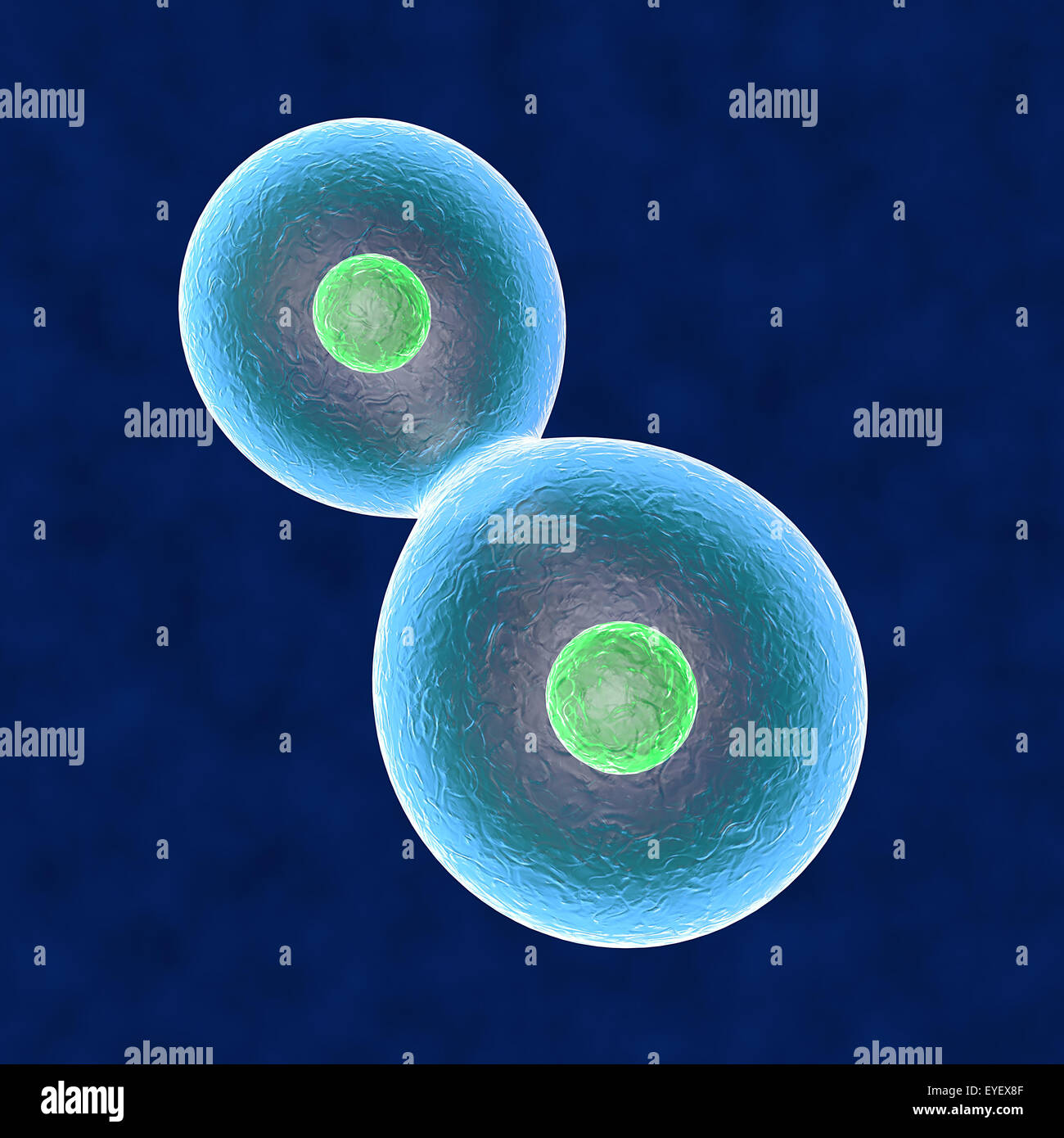 Core cell duplication human body Stock Photo - Alamy