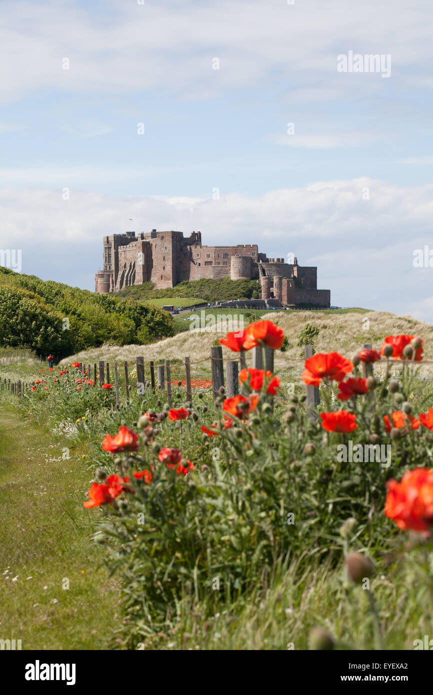 A field of red poppies in front of Bamburgh Castle Northumberland ...