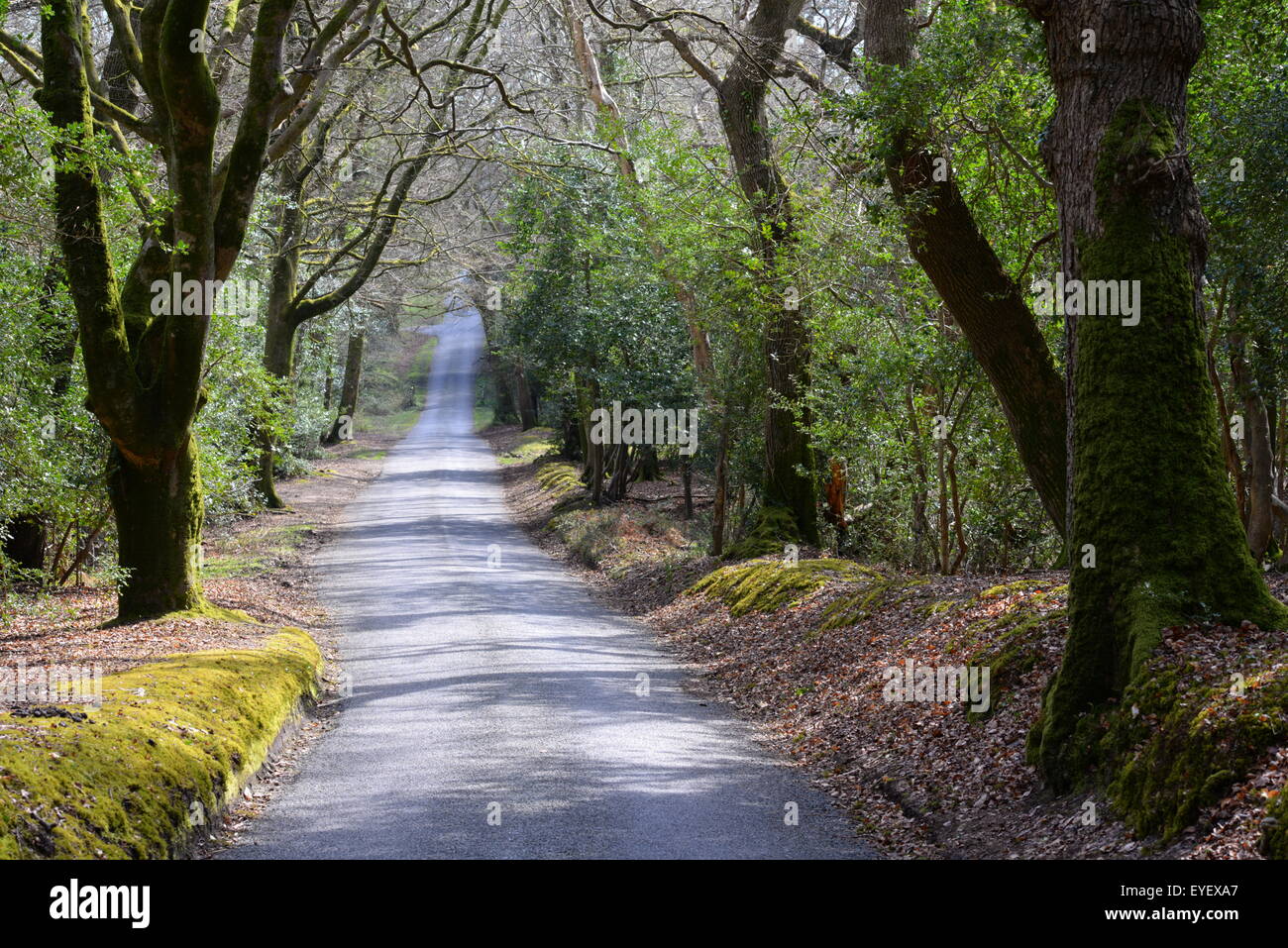 Narrow Forest 1,042 Narrow Walkway Along Trees In Forest Stock Photos,