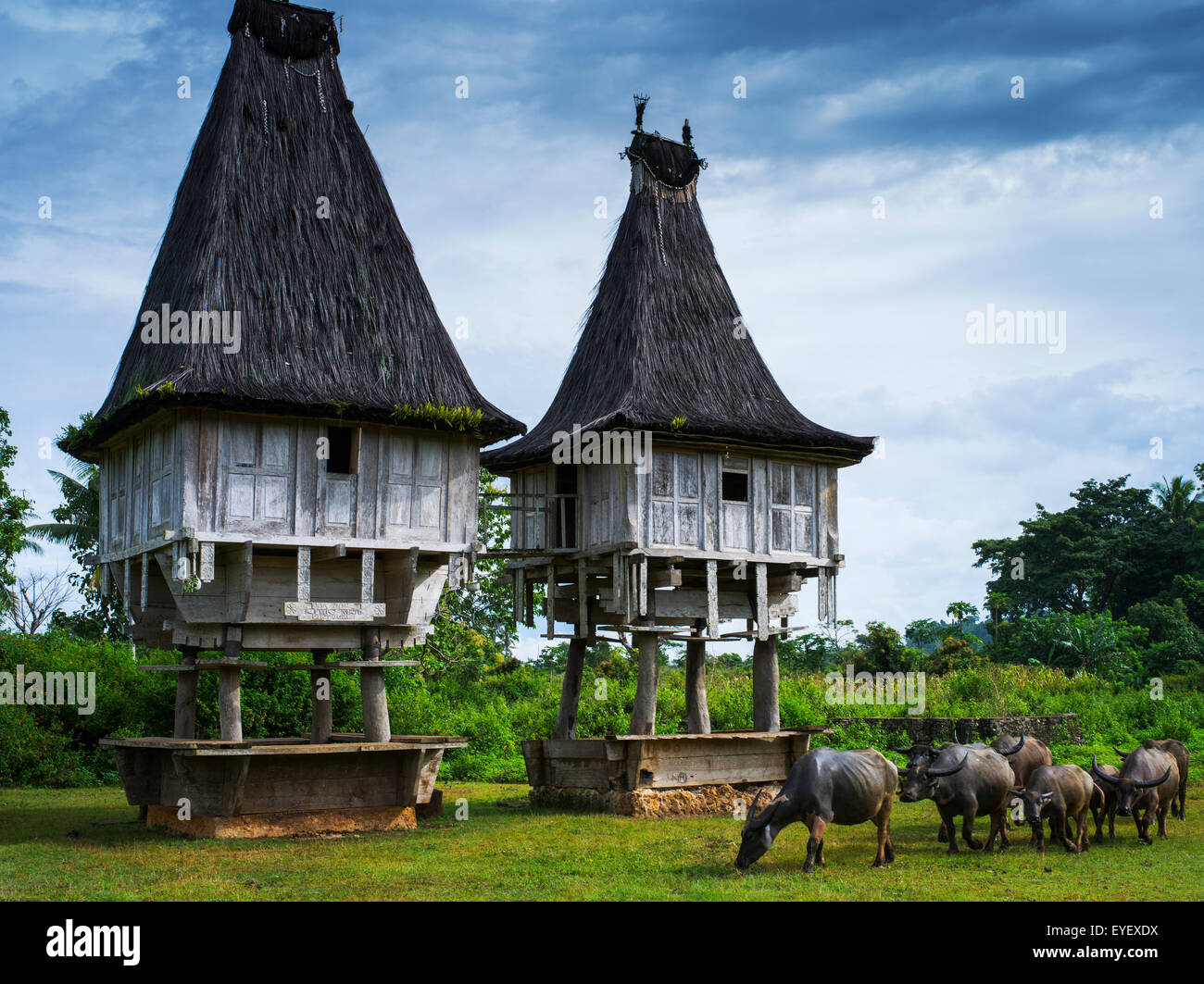 Traditional sacred houses in Lospalmos district; Timor-Leste Stock ...