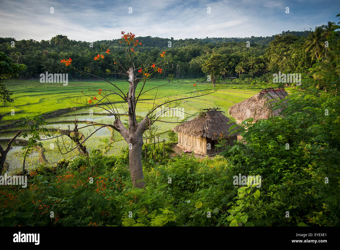 A rice field in the mountains; Timor-Leste Stock Photo - Alamy
