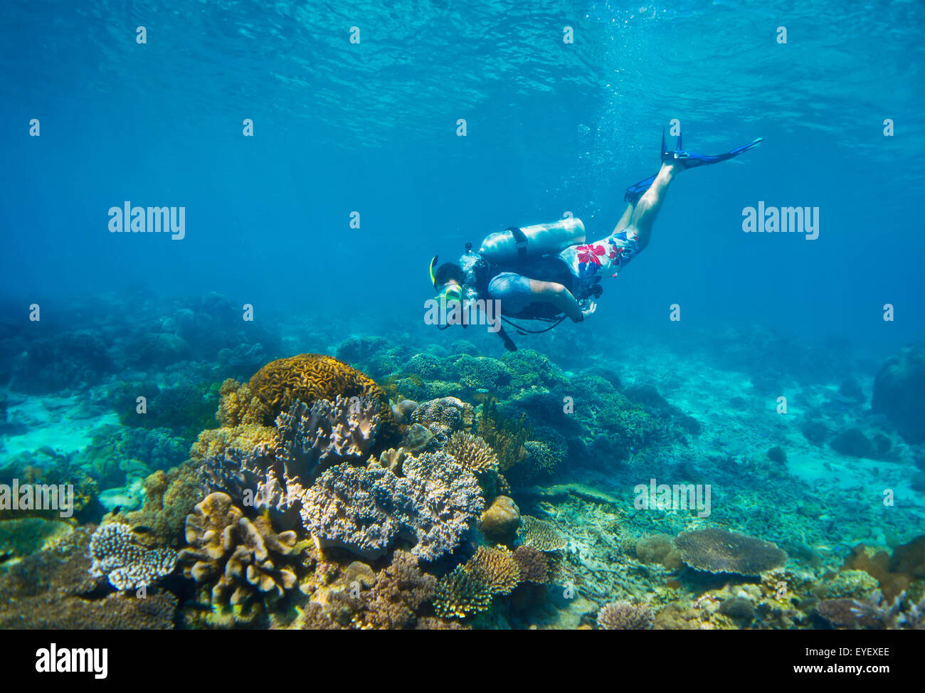 Scuba diving off the coast of Timor-Leste; Timor-Leste Stock Photo - Alamy