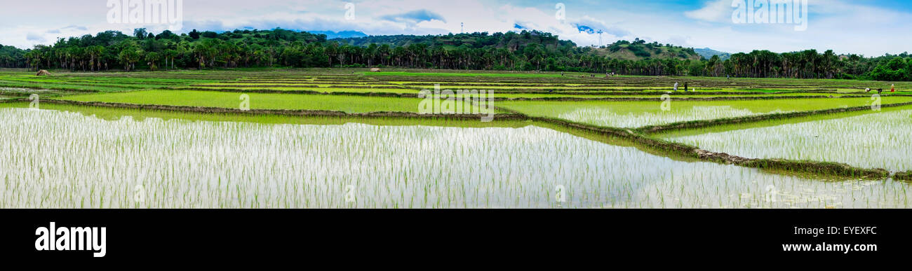 Rice fields; Timor-Leste Stock Photo - Alamy