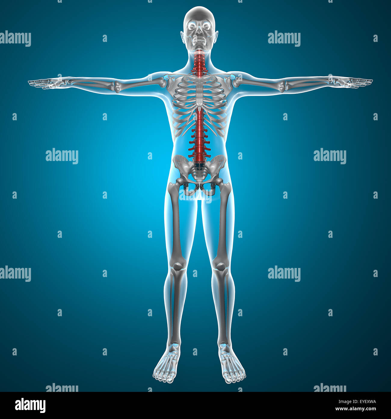 X ray skeleton hi-res stock photography and images - Alamy