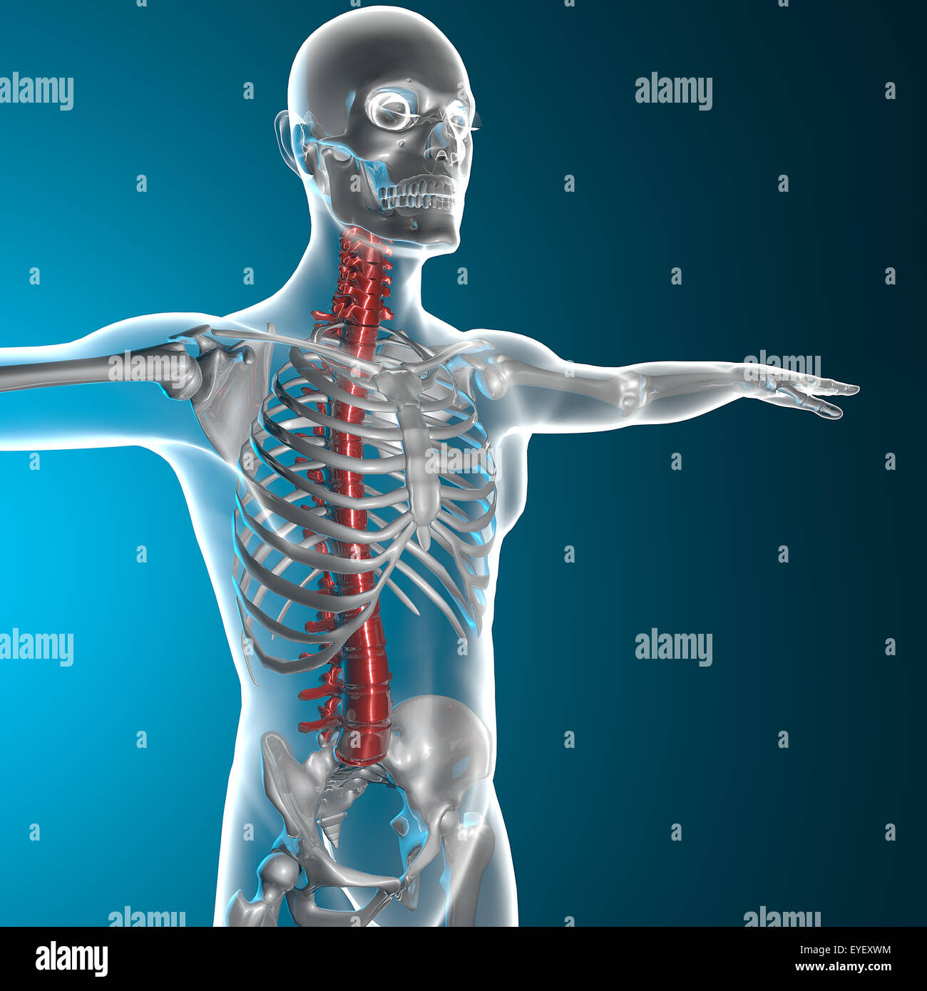 Spine x-ray skeleton Stock Photo - Alamy