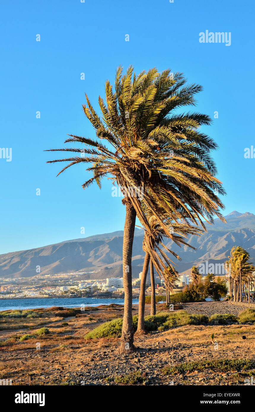 Green Palm Canarian Tree Stock Photo - Alamy