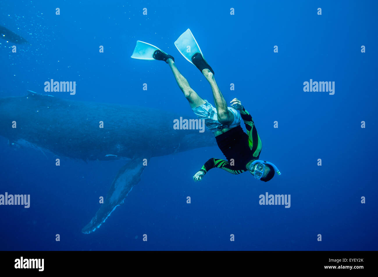 Tourists swimming with Humpback whales (Megaptera novaeangliae); Vavau ...